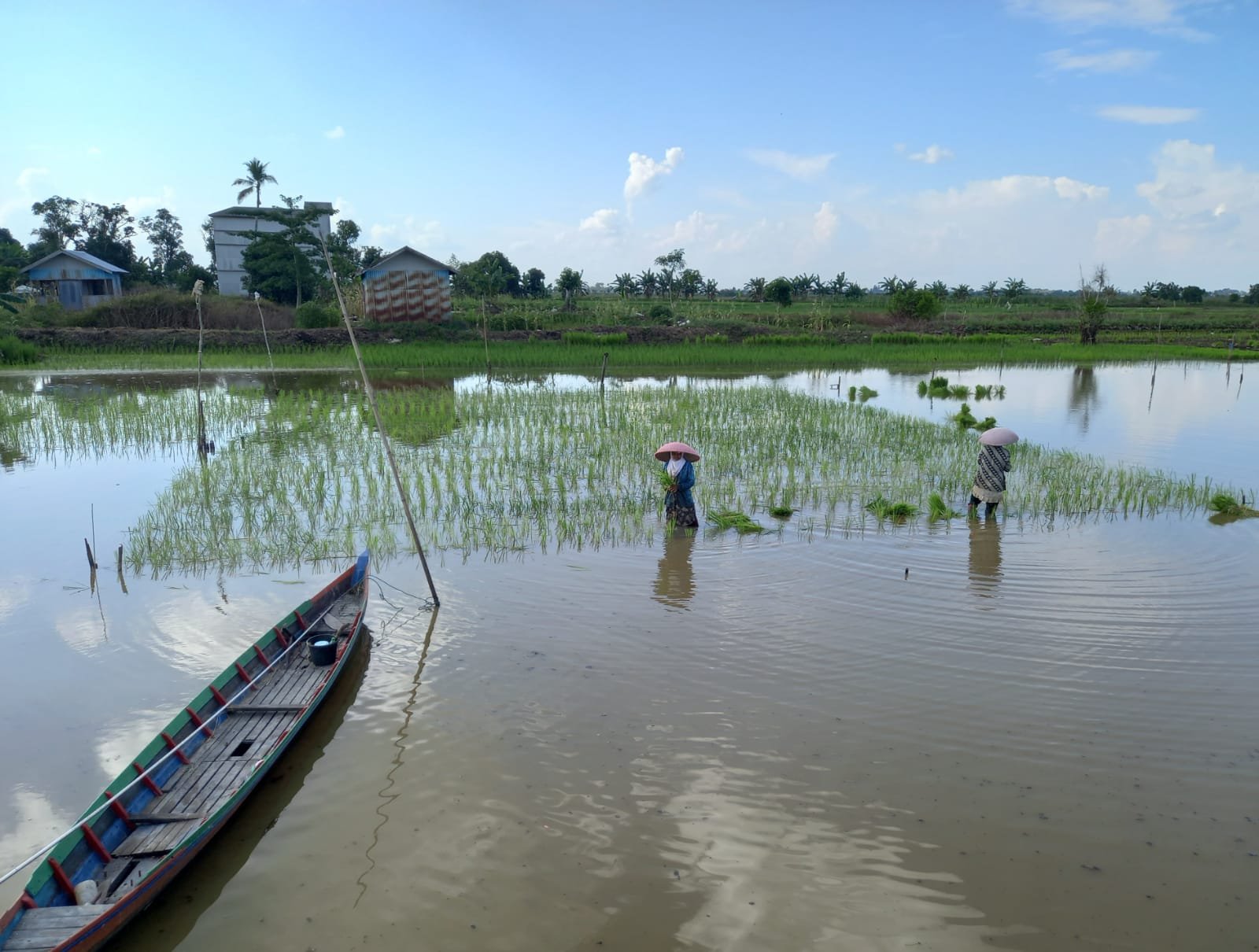 Program Pengembangan Padi Apung di Kalsel Menghadapi Banyak Kendala ...